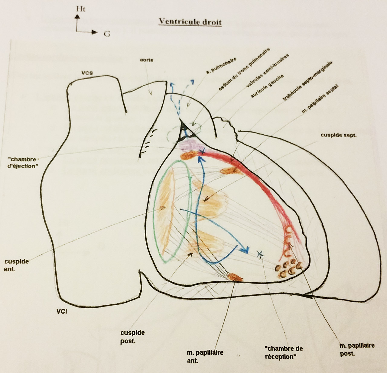 Le coeur - Cours de biologie, sur eBiologie.fr