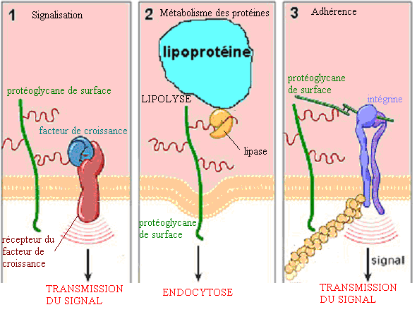 La matrice extracellulaire - Cours de biologie, sur eBiologie.fr