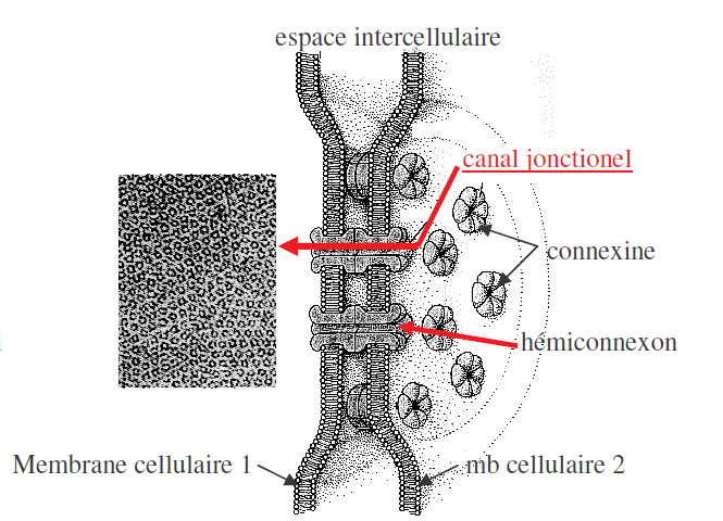 L'adhérence cellulaire - Cours de biologie, sur eBiologie.fr