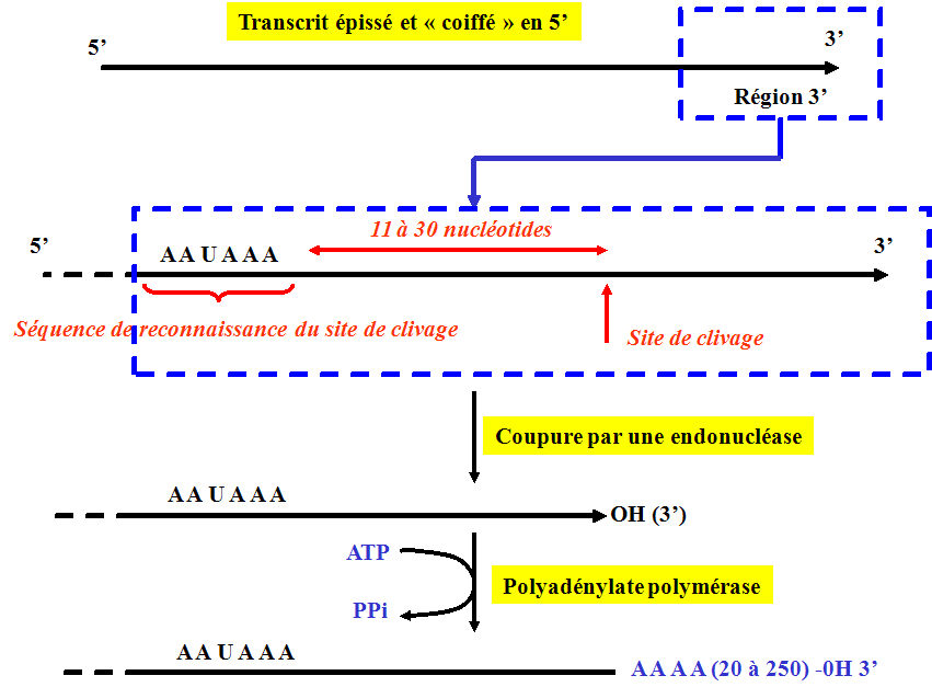 La transcription de l'ADN - Cours de biologie, sur eBiologie.fr