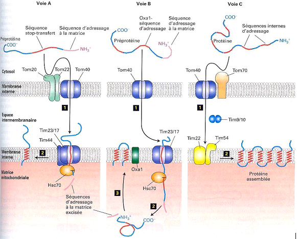 Transfert des protéines dans les membranes et organites - Cours de ...